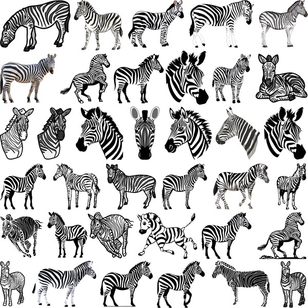 Zebra Cut File - Etsy