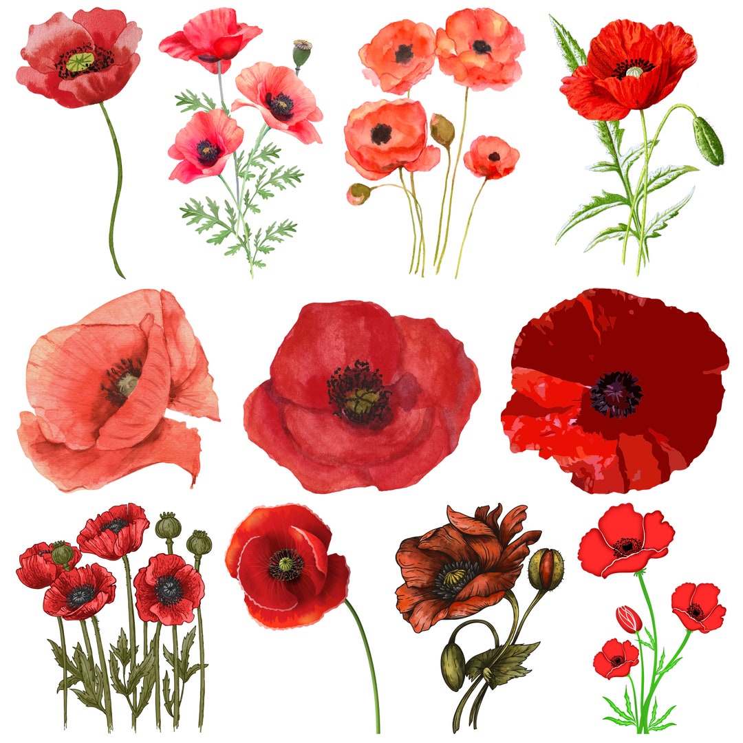 Poppy Svg Bundle, Poppy Flower Cut Files for Cricut, Wildflower Svg ...