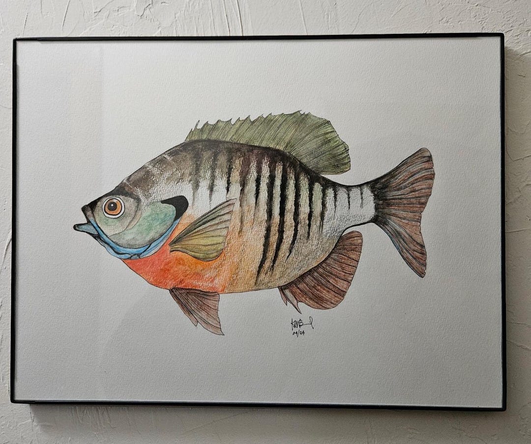 Original Watercolor Pencil & Ink Fish Drawing #10 - Etsy