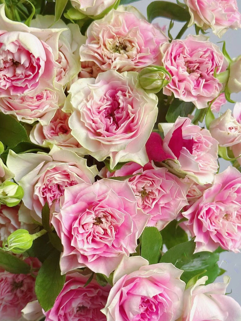 Rare Bridal Macaron Japanese Spray Rose Plant Live Bush - Etsy