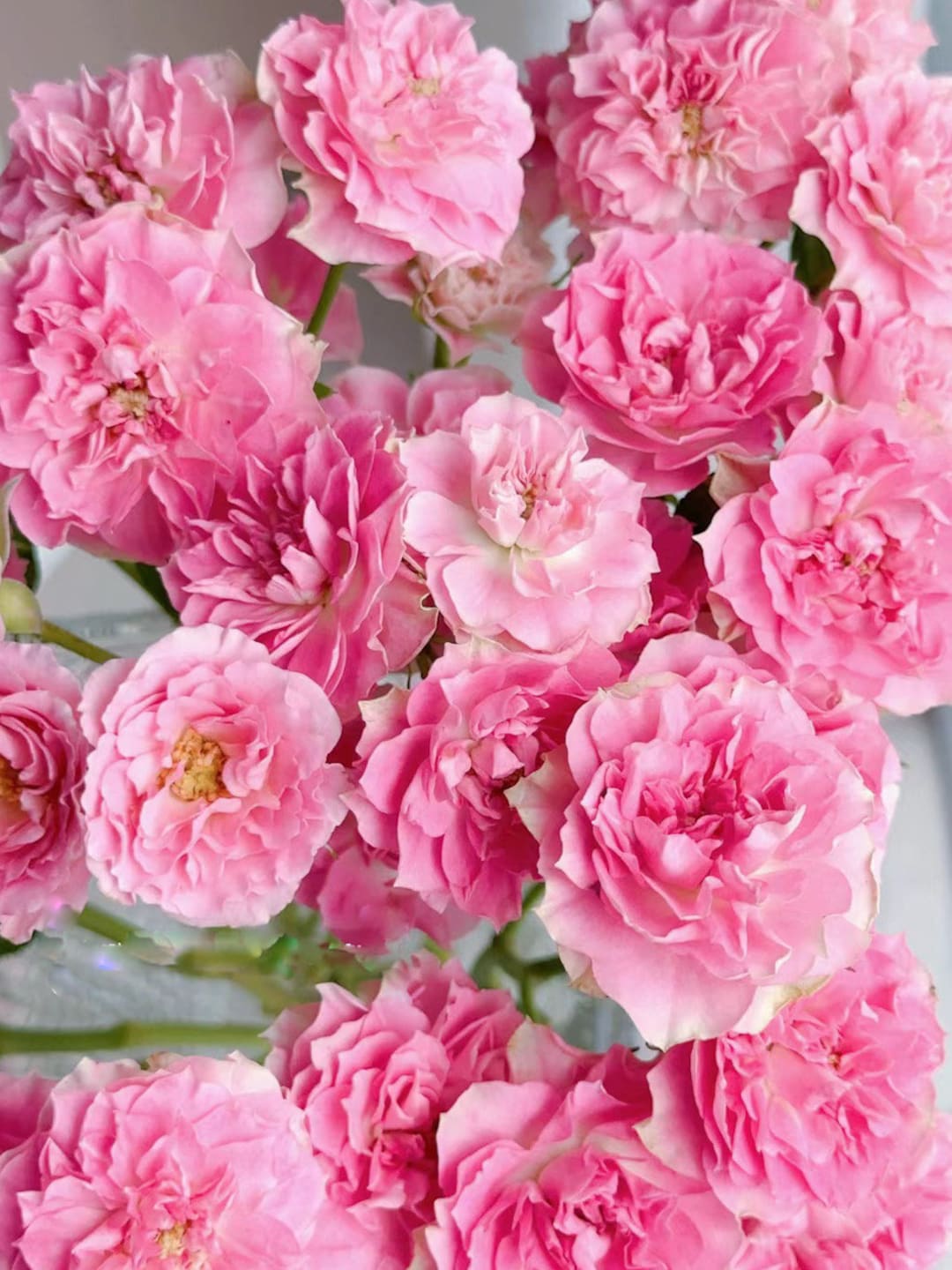 Rare Bridal Macaron Japanese Spray Rose Plant Live Bush - Etsy