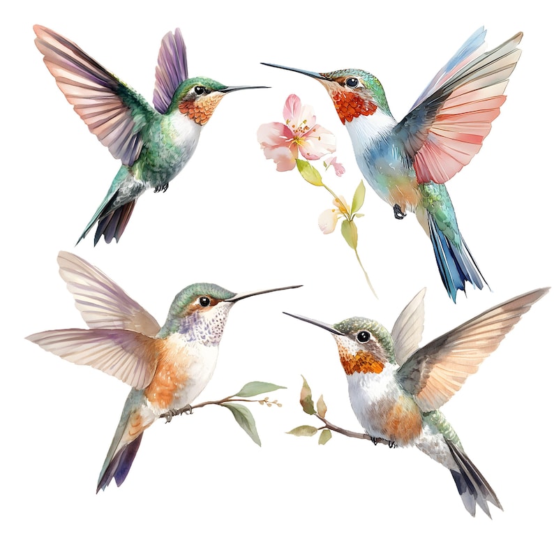 Watercolor Hummingbird Clipart: Pastel Bird PNG Bundle (digital ...