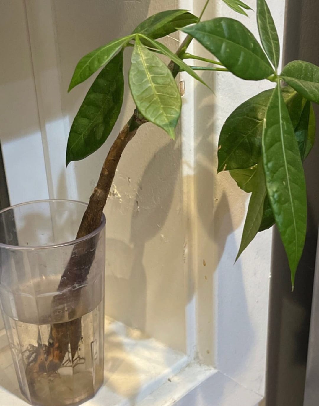 Money Tree Singular guiana Chestnut - Etsy