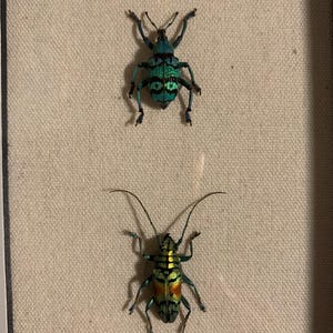 Framed Long Horned/ Weevil - Etsy