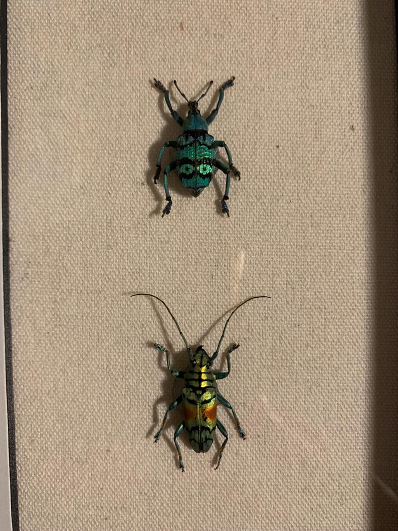 Framed Long Horned/ Weevil - Etsy