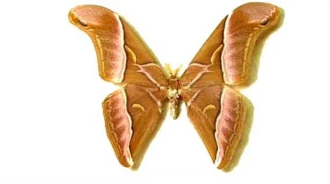 Unmounted Samia Insularis (male) - Etsy