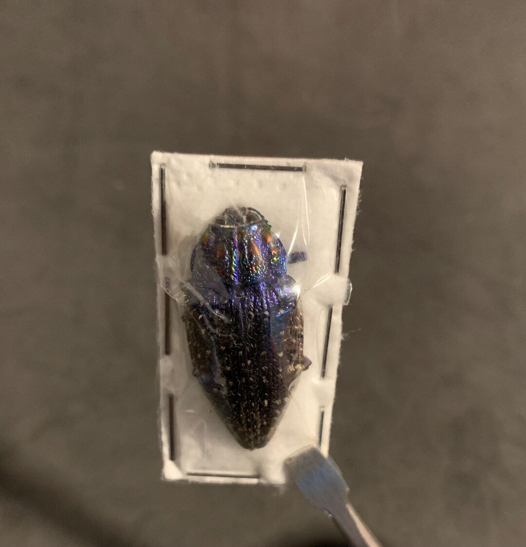 Polybothris Sumptuosa Gema (A1/A1-) - Etsy Australia