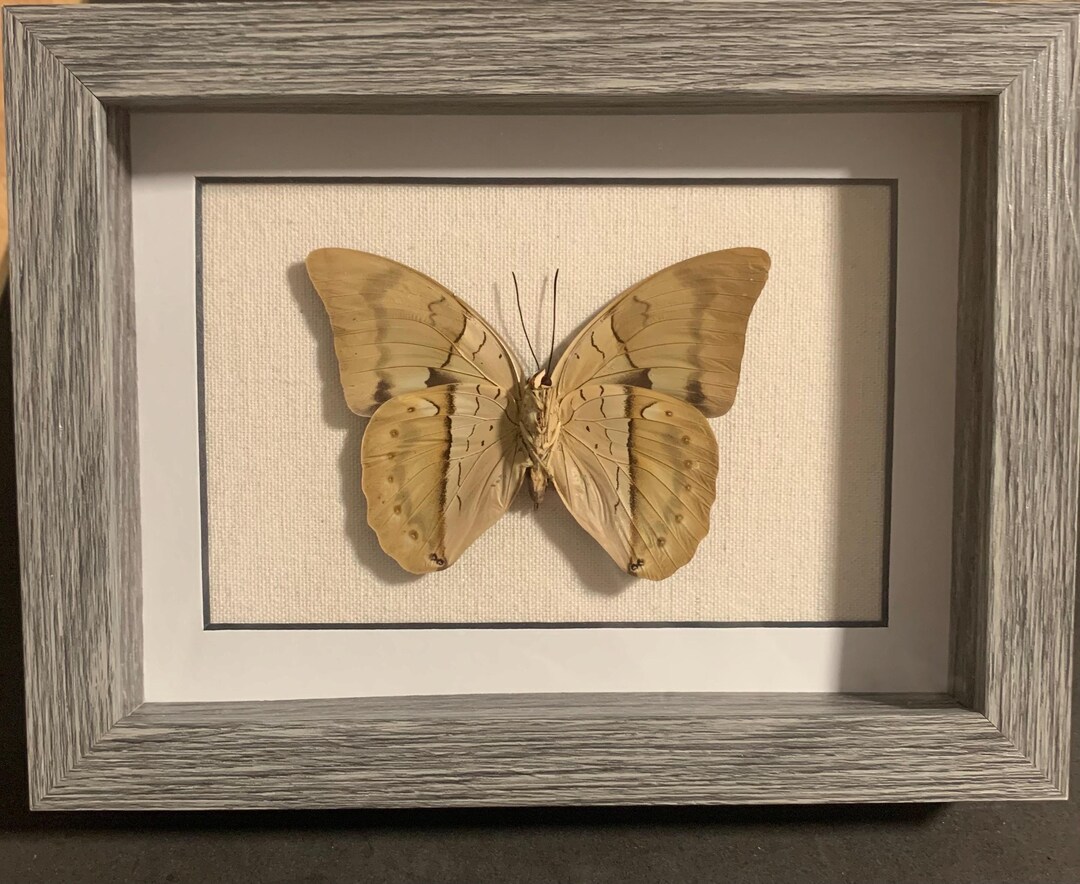Framed Prepona Amphimachus (underside) - Etsy