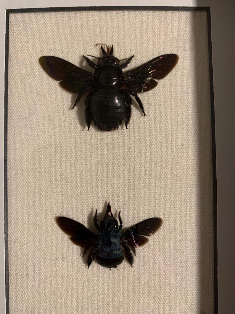 Framed Carpenter Bees - Etsy