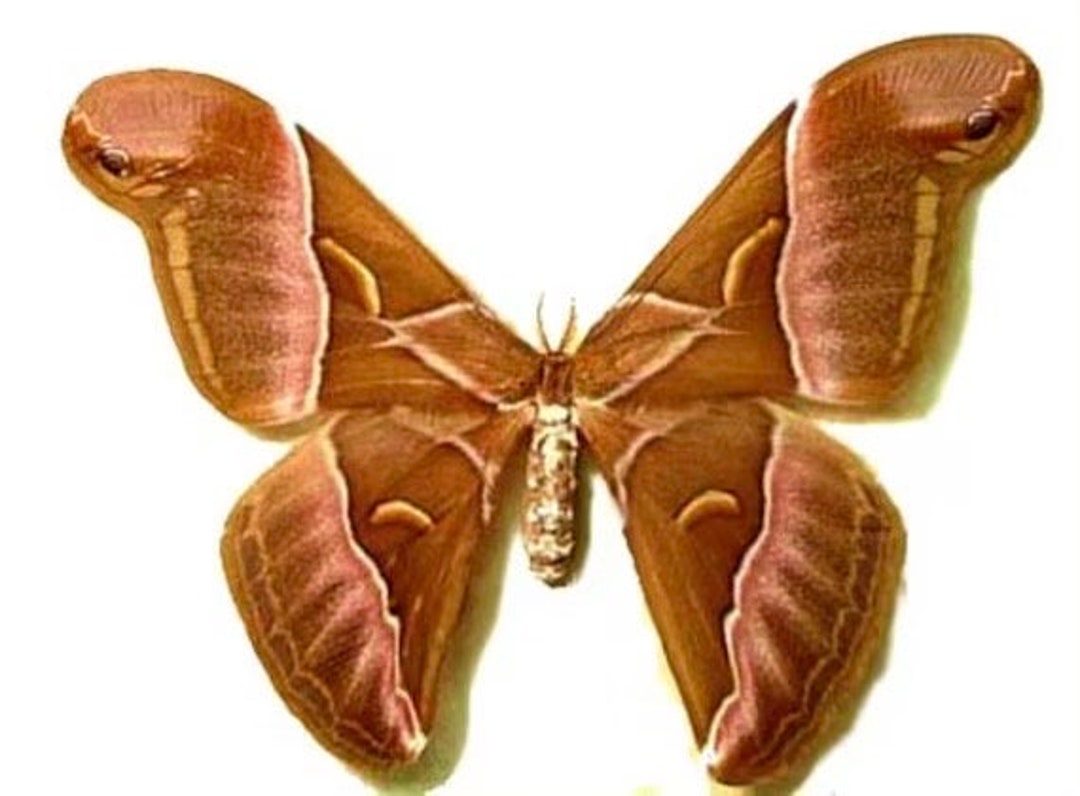 Unmounted Samia Insularis (female) - Etsy