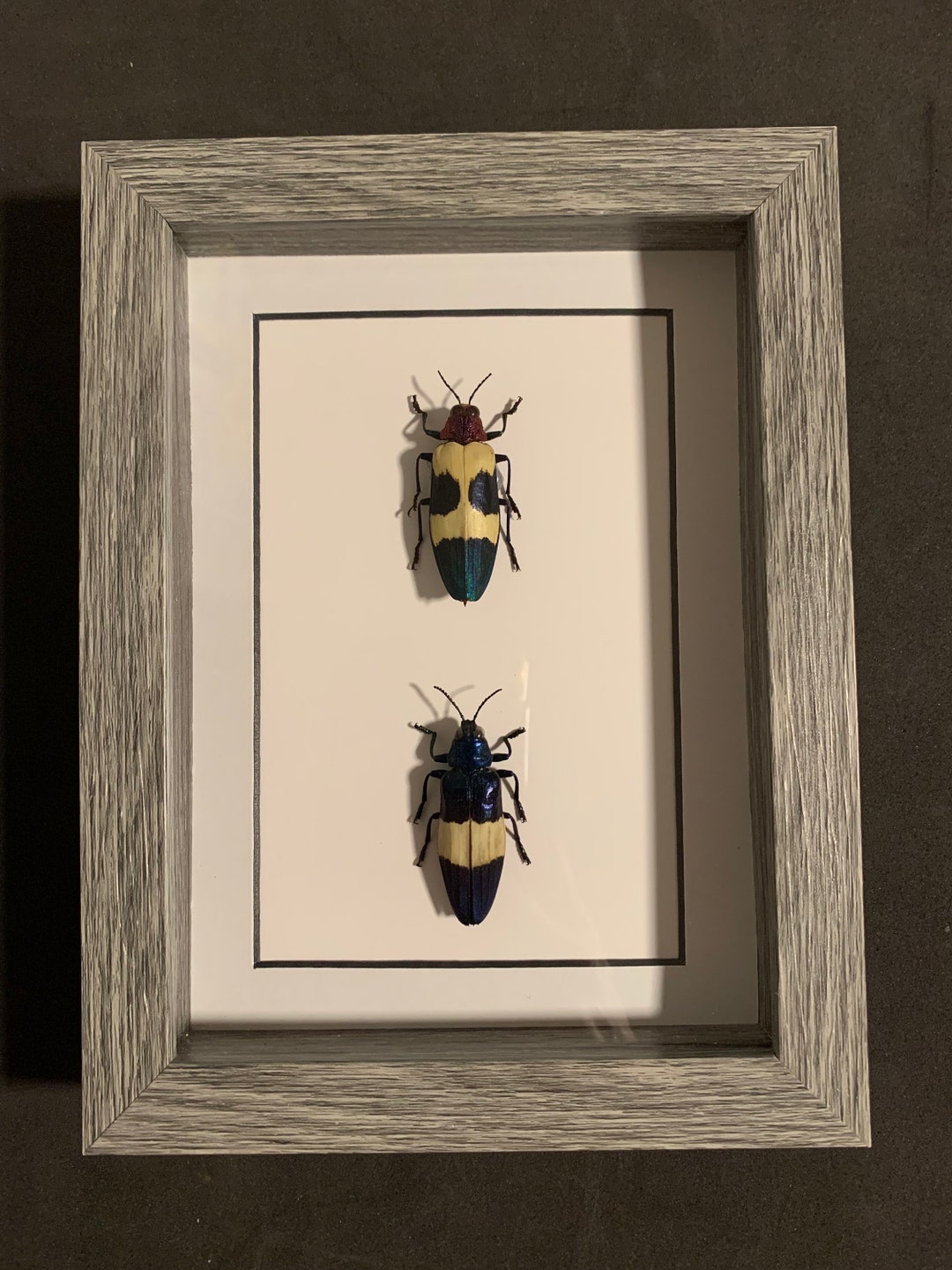 Mounted Beetle Arrangement - Etsy