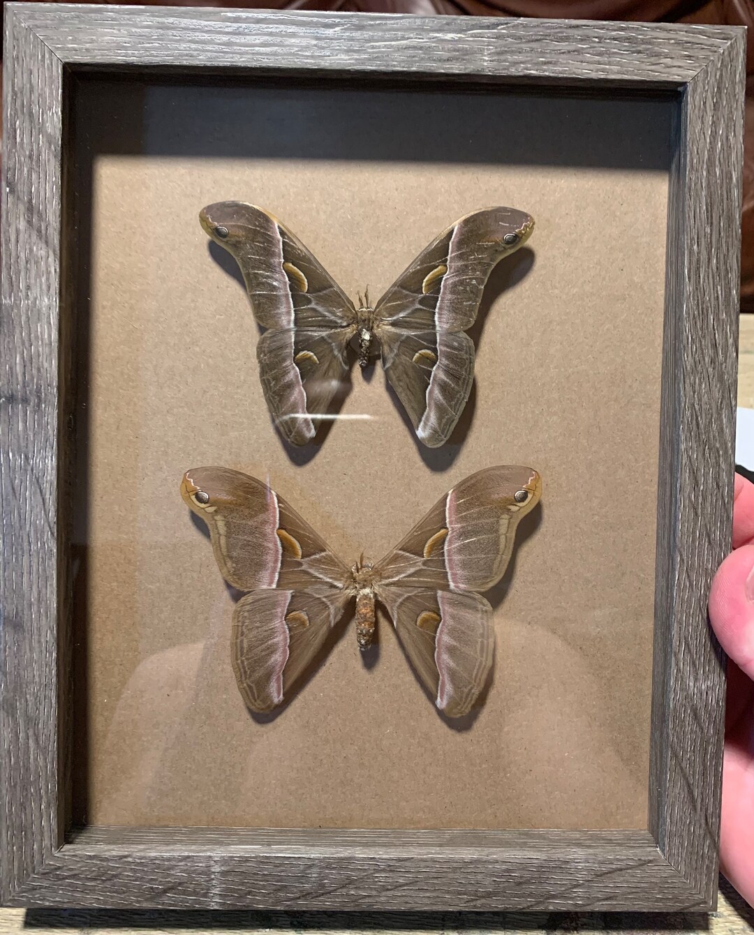 Mounted Pair of Samia Insularis - Etsy