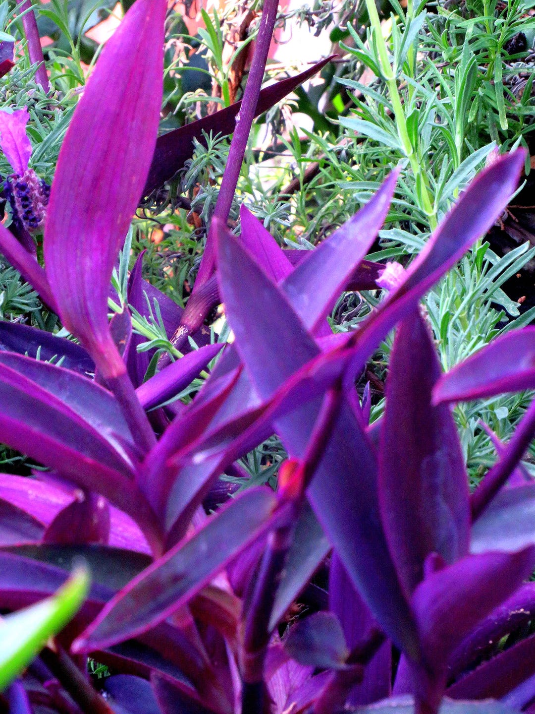 Purple Heart Plant: Wandering Jew, Live Rooted Perennial - Etsy