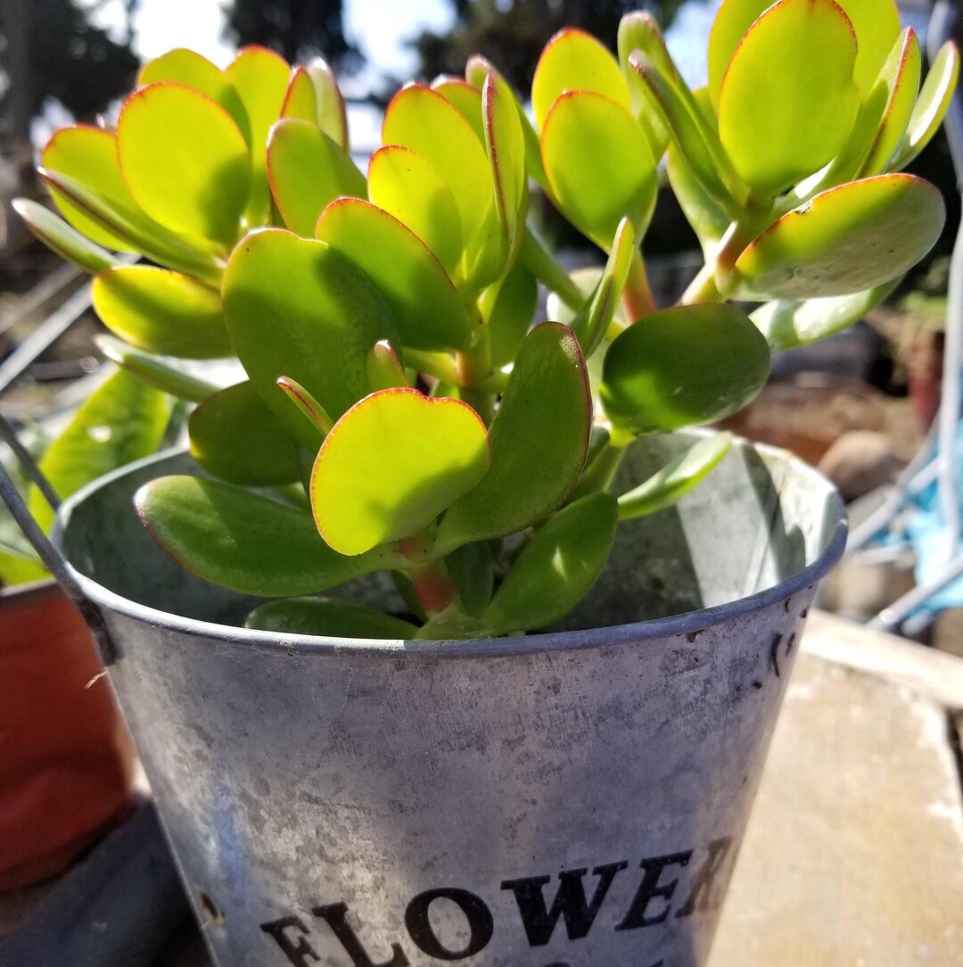 Jade Plant, Succulent, Good Luck Home Indoor & Outdoor House Plant ...