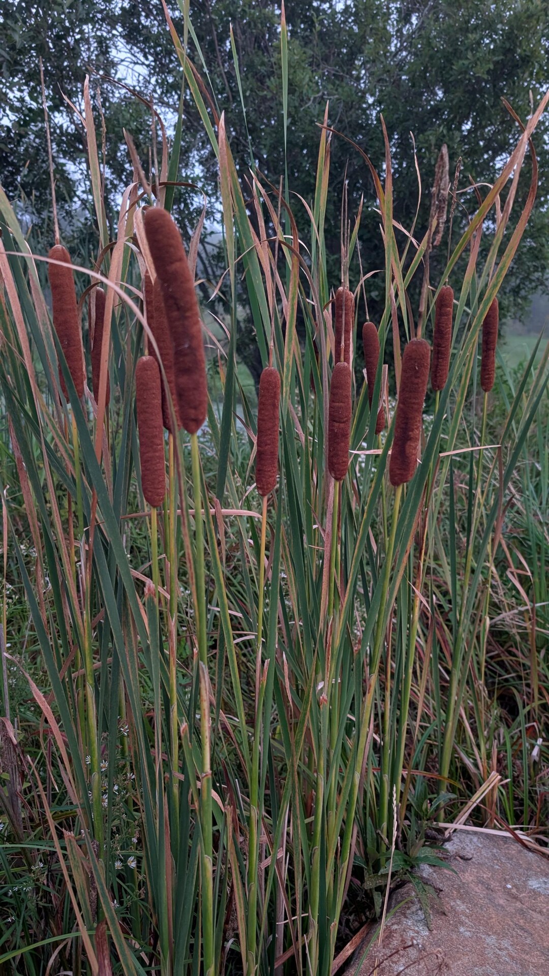 Cattails 12ct X 24" (female Flower Head) - Etsy