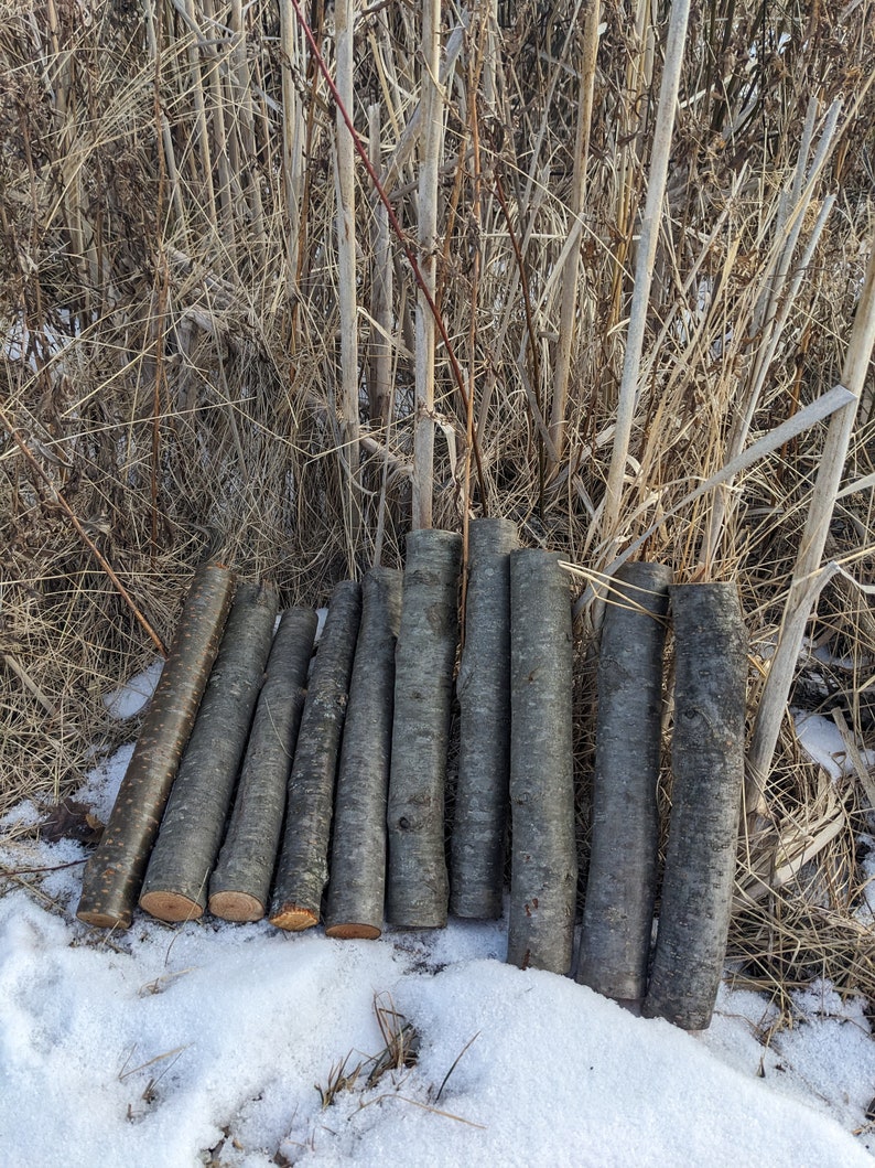 Alder Sticks & Mini Logs - Etsy