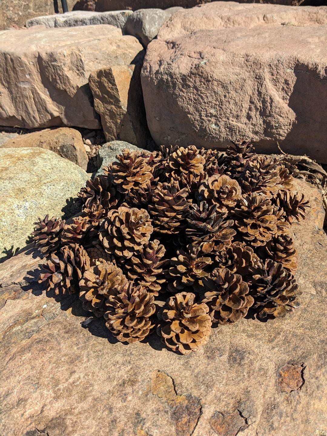 Red Pine Cones - Etsy