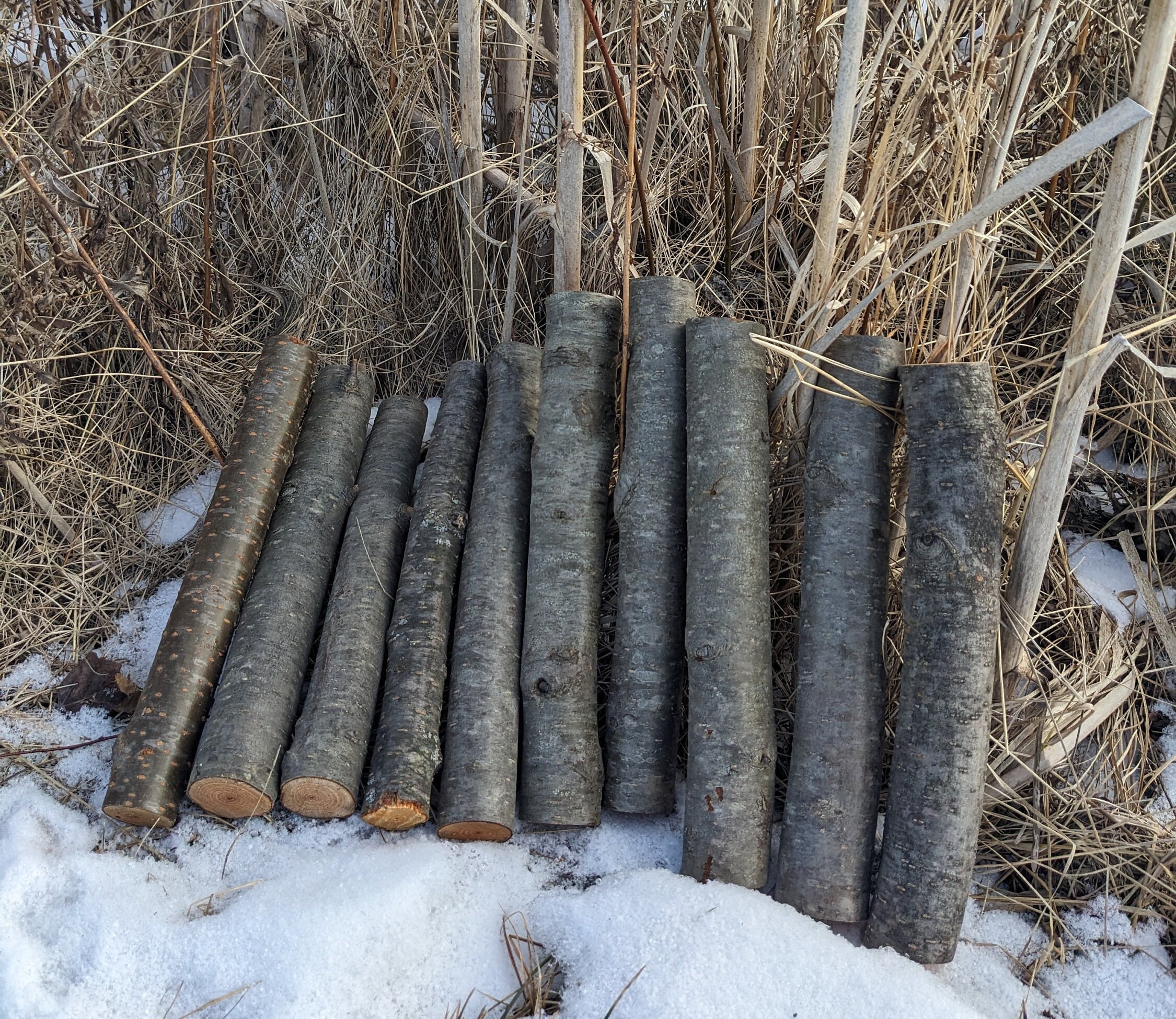 Alder Sticks & Mini Logs - Etsy