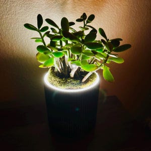 LED Plant Spotlight Ribbed Planter | Illuminated and Dimmable Display ...