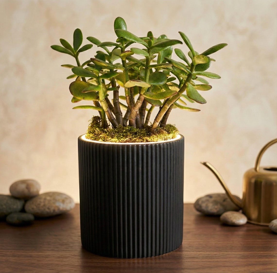 LED Plant Spotlight Ribbed Planter | Illuminated and Dimmable Display ...