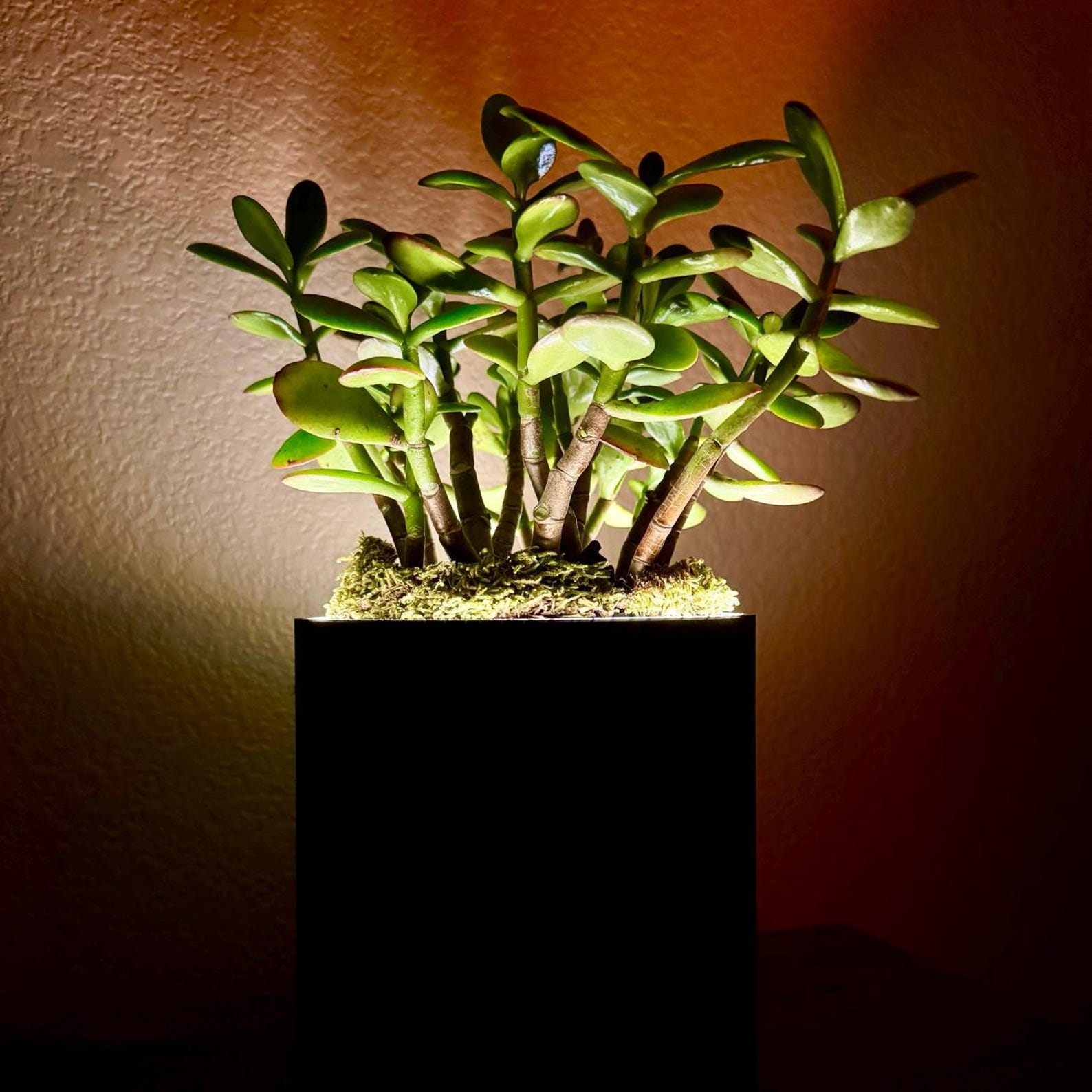 LED Plant Spotlight Ribbed Planter | Illuminated and Dimmable Display ...