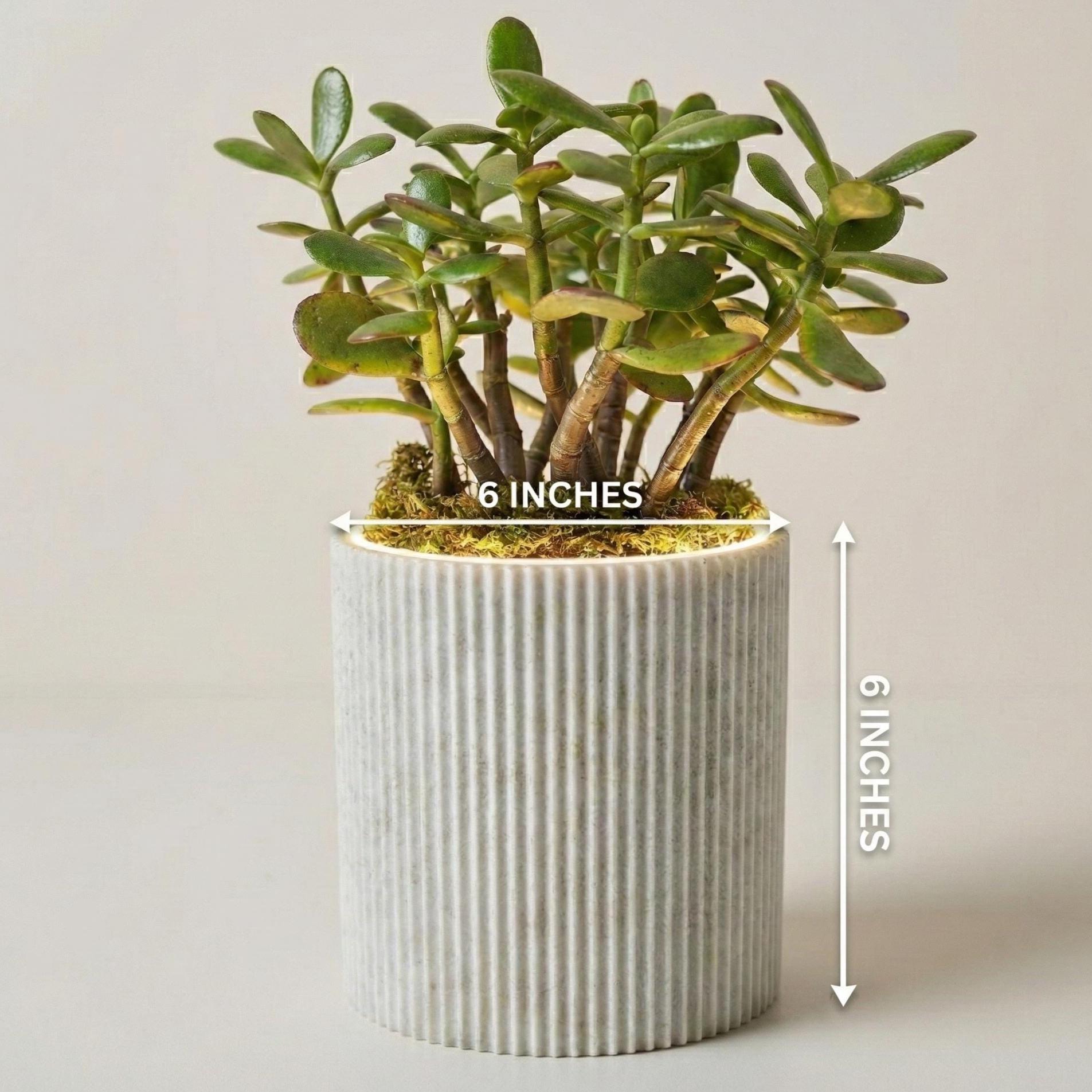 LED Plant Spotlight Ribbed Planter | Illuminated and Dimmable Display ...