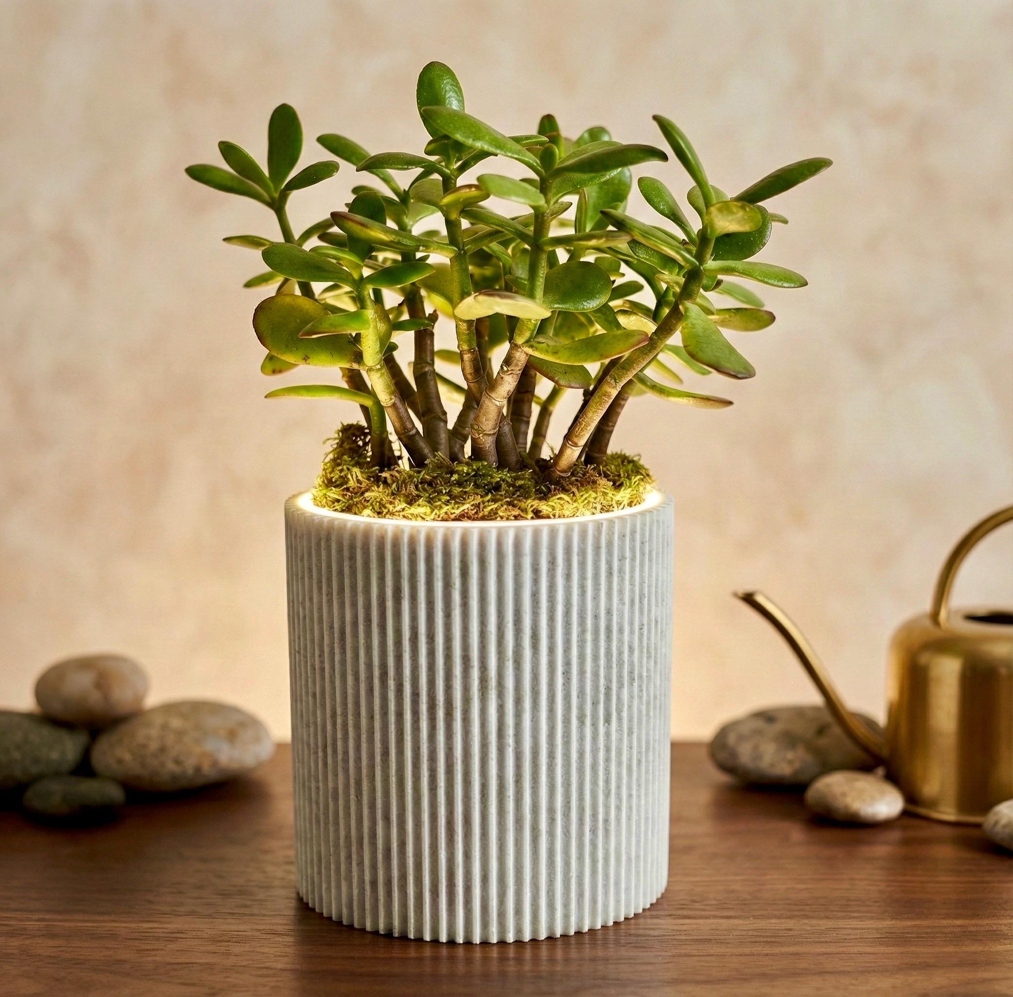 LED Plant Spotlight Ribbed Planter | Illuminated and Dimmable Display ...