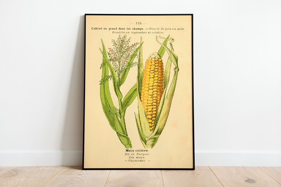 Vintage Corn Print, Agricultural Print, Vintage Corn Poster, Old French ...