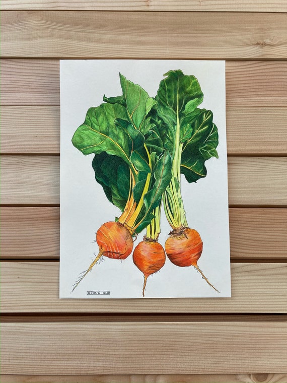 Beet Botanical Drawing Red Beet, Root Crops And Vegetables Our