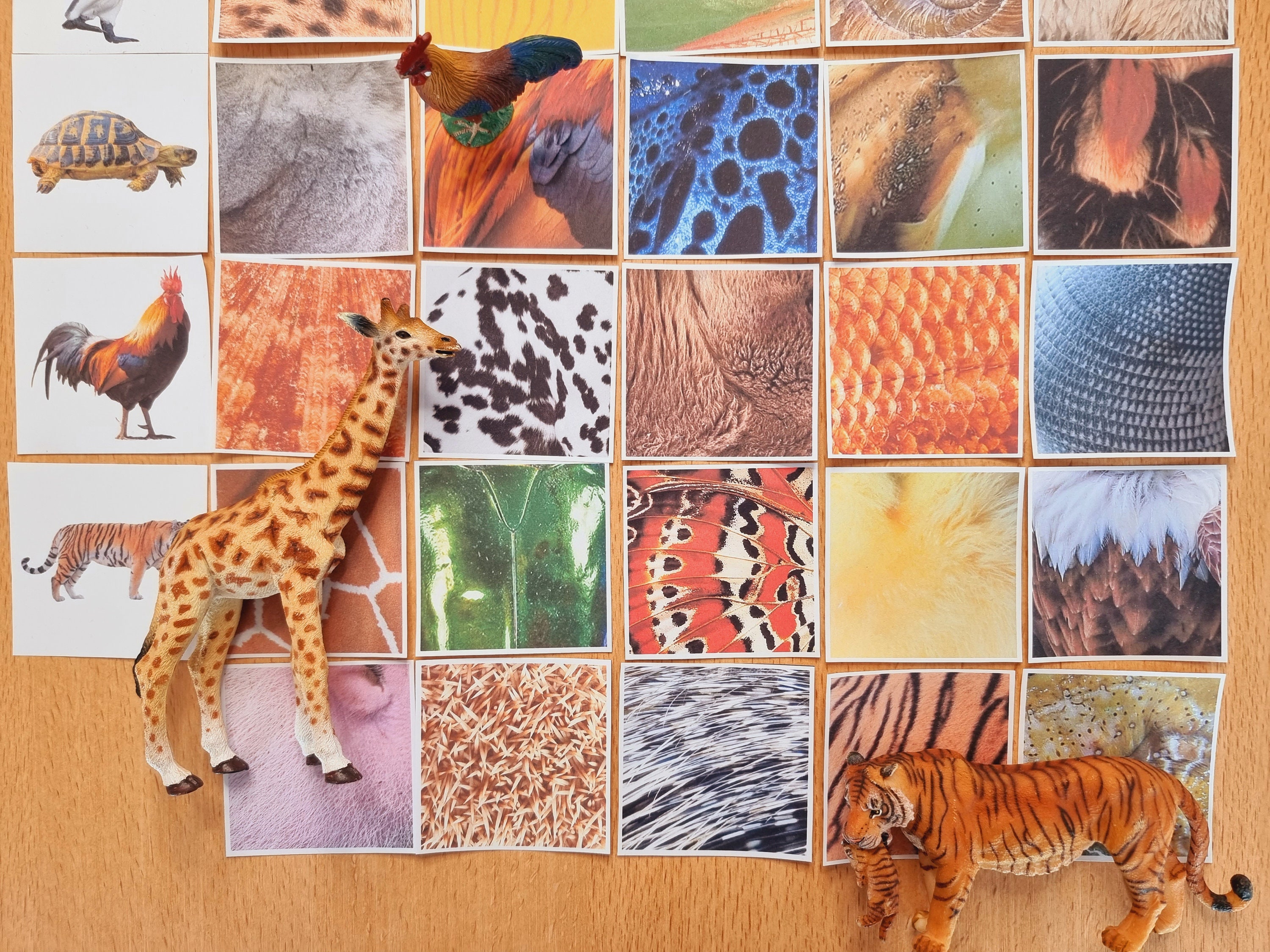 Montessori Animal Skin Matching Game: Animal Fur, Feathers, Scales, and ...