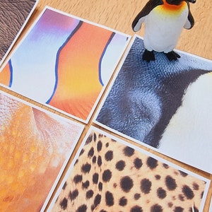 Montessori Animal Skin Matching Game: Animal Fur, Feathers, Scales, and ...