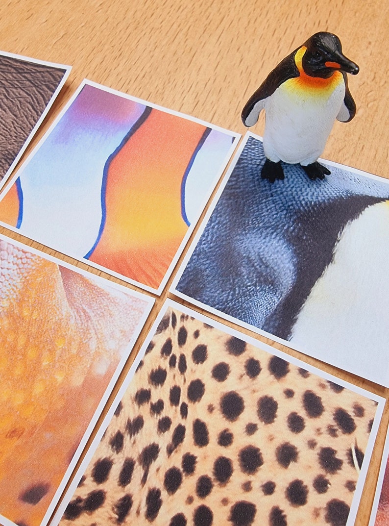 Montessori Animal Skin Matching Game: Animal Fur, Feathers, Scales, and ...