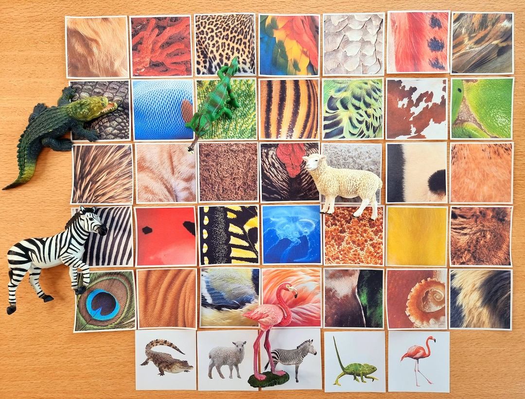 Montessori Animal Skin Matching Game: Animal Fur, Feathers, Scales, and ...