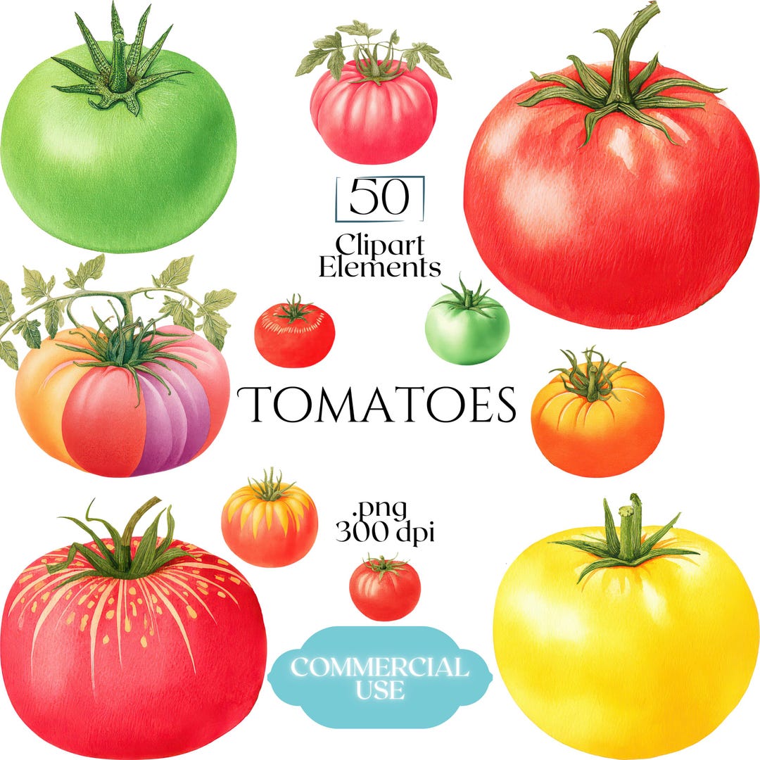 Tomato Clipart, Botanical Tomato Illustrations, Watercolor Vegetable ...