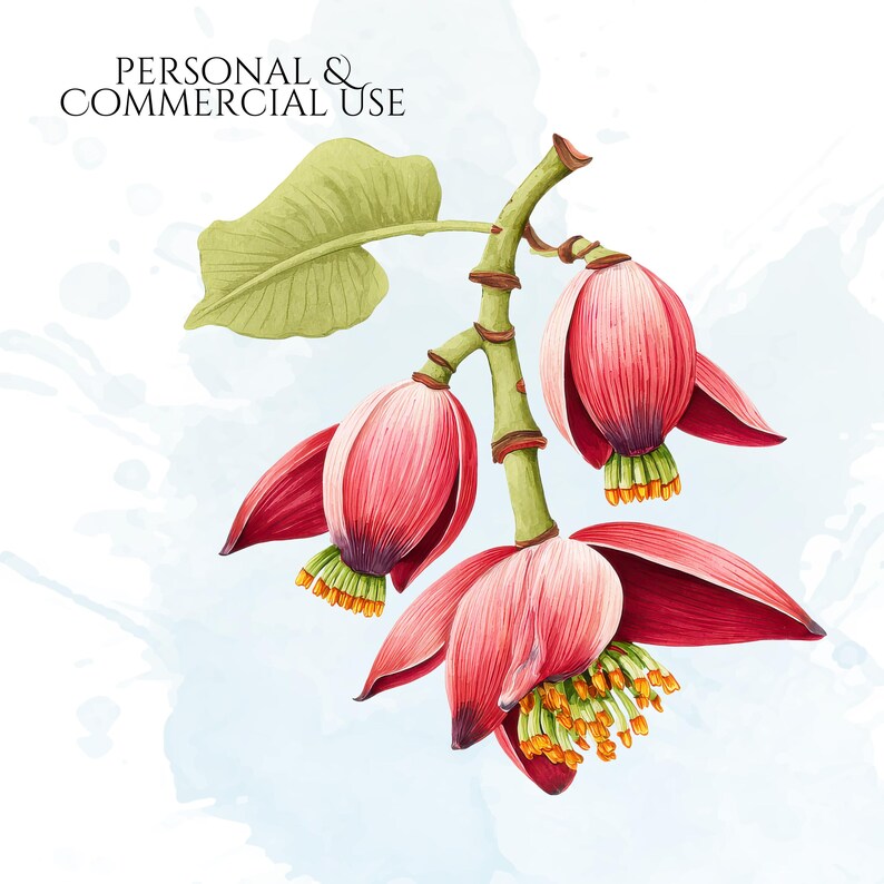 Banana Flower Clipart, Watercolor Exotic Banana Blossom Graphics ...
