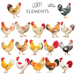 Chickens Clipart Bundle, Farm Rooster Hen PNG Pack, Cute Chicken ...