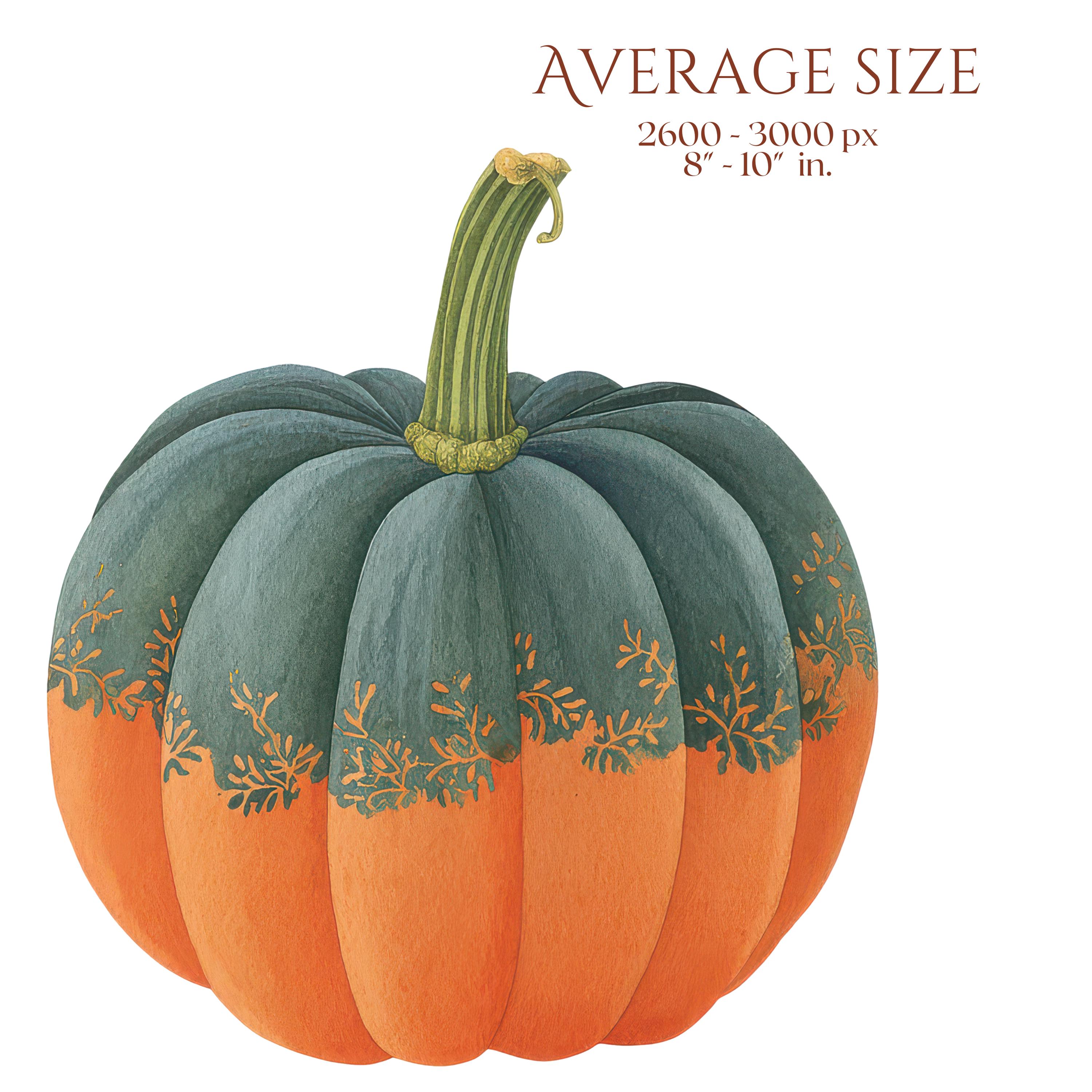 Pumpkin & Squash Clipart, Fall Harvest Vegetable Illustrations, Autumn ...