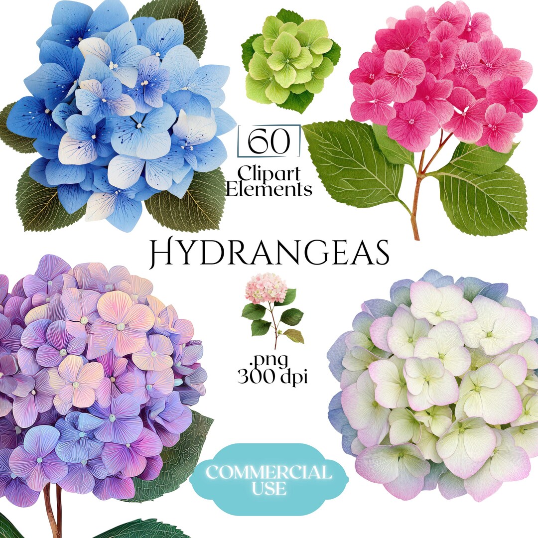 Hydrangeas Clipart, Elegant Hydrangea Flower PNG Illustrations (60 ...
