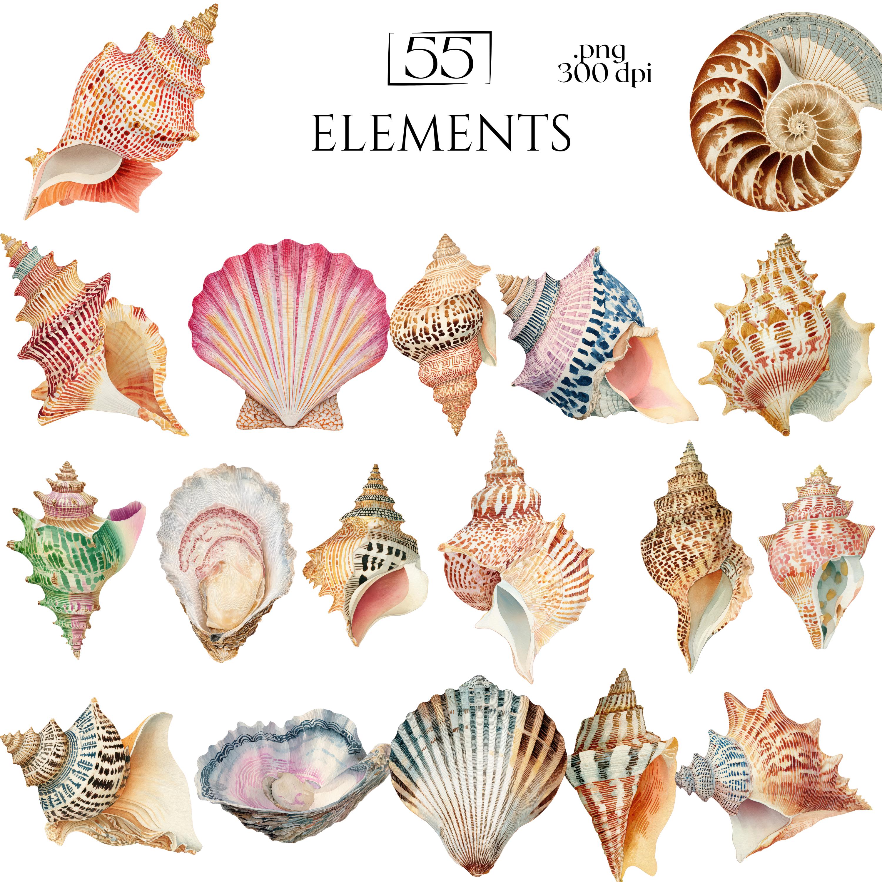 Seashells Clipart, Watercolor Seashell PNG Bundle, Ocean Beach Shell ...