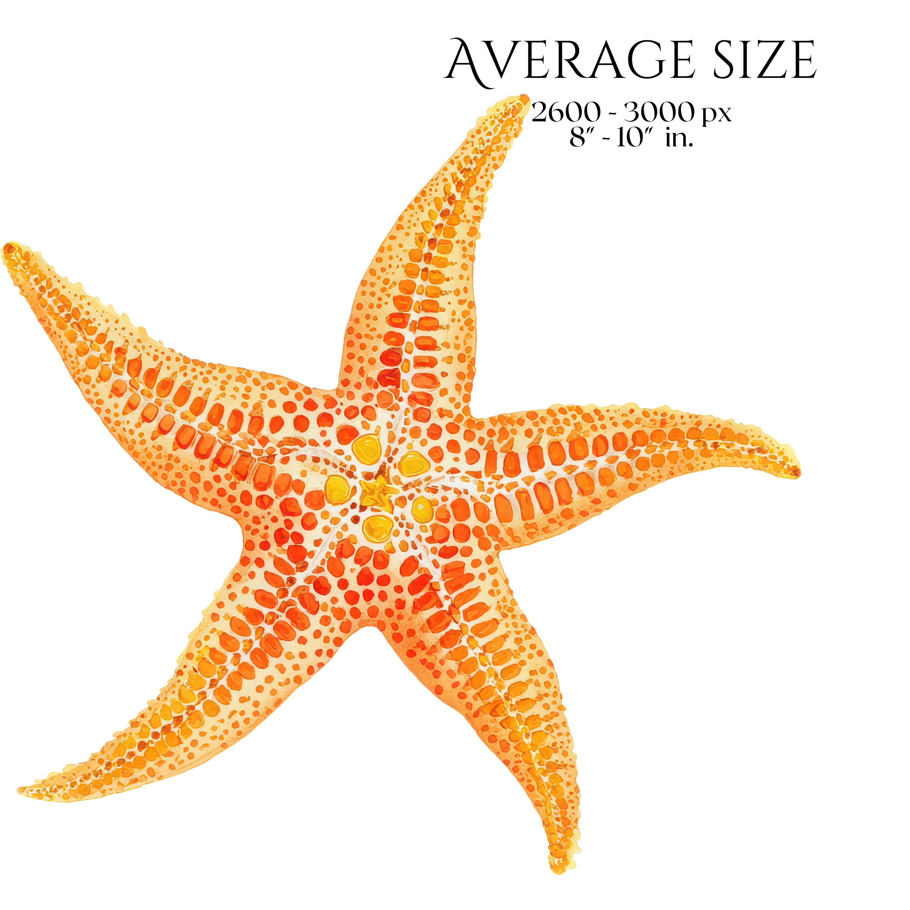 Starfish Clipart, Watercolor Starfish Illustrations, Tropical Ocean ...