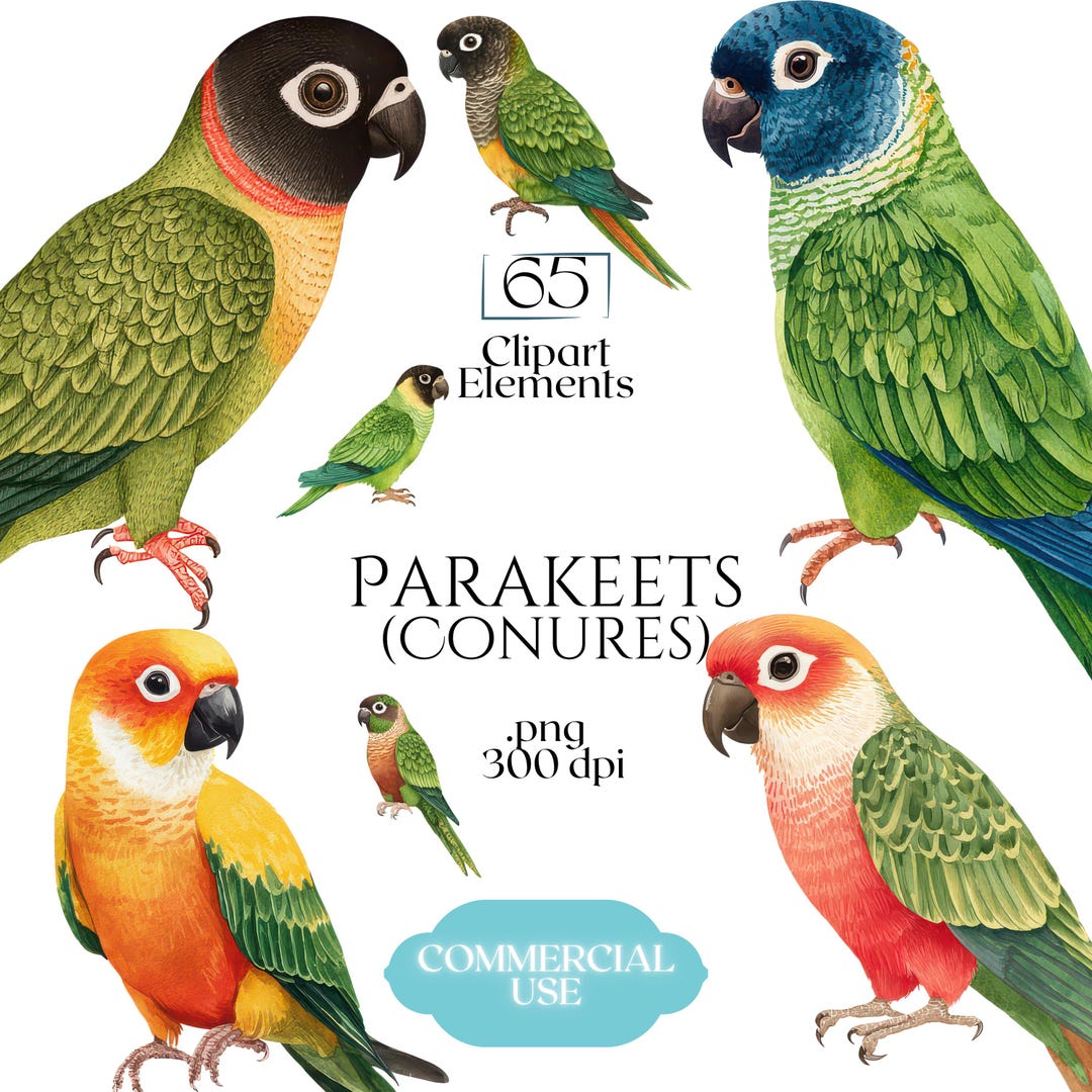 Parakeet Clipart, Watercolor Conure Illustrations, Exotic Bird Digital ...
