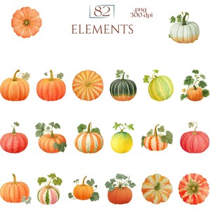 Pumpkin & Squash Clipart, Fall Harvest Vegetable Illustrations, Autumn ...