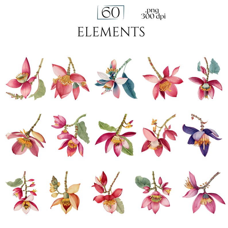 Banana Flower Clipart, Watercolor Exotic Banana Blossom Graphics ...