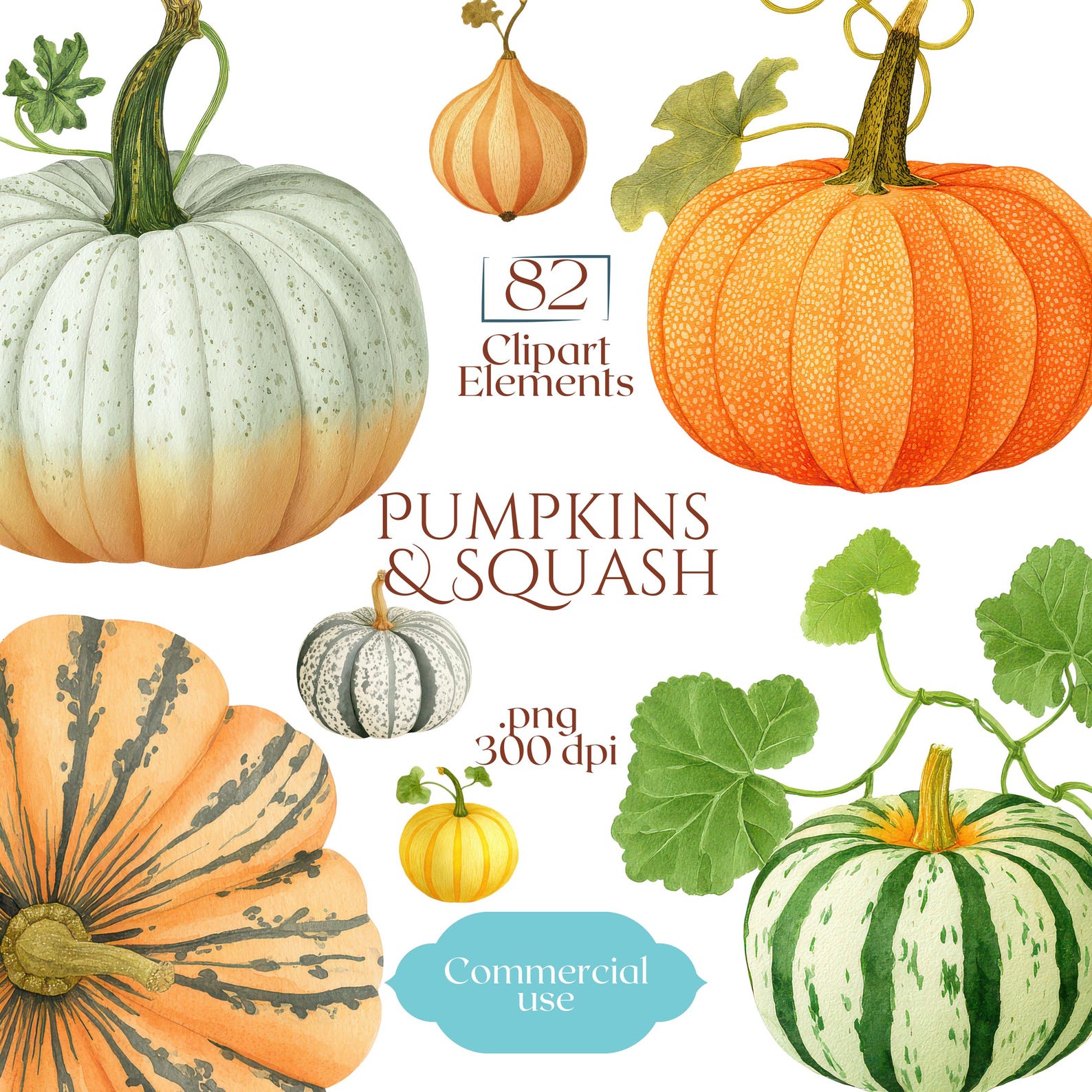 Pumpkin & Squash Clipart, Fall Harvest Vegetable Illustrations, Autumn ...