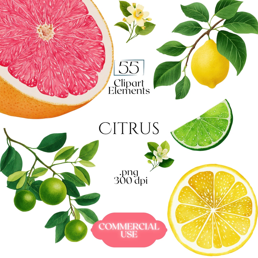 Citrus Clipart, Lemon Orange Lime Grapefruit PNG Illustrations ...