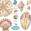 Blue Seashells Clip Art, Watercolor Ocean Shells, Stars & Corals ...