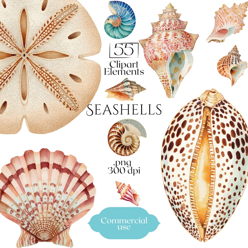 Seashells Clipart, Watercolor Seashell PNG Bundle, Ocean Beach Shell ...