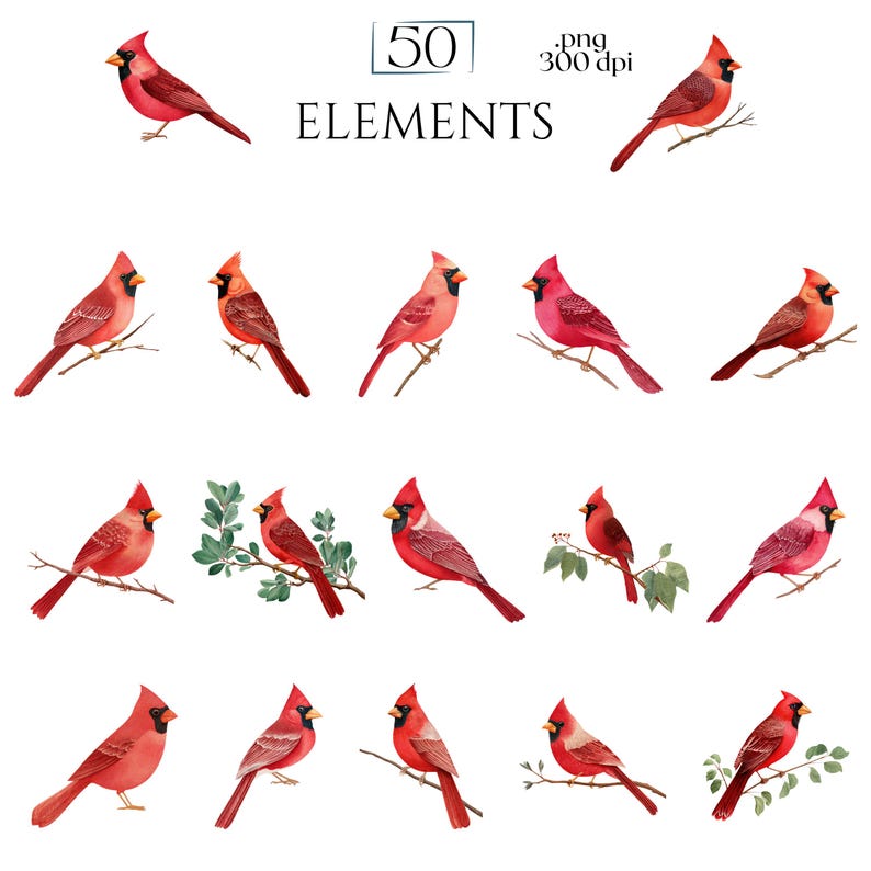Red Cardinals Clipart, Winter Bird Illustrations (PNG) - Etsy