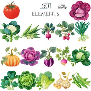 Watercolor Vegetables Clipart, Farm Fresh Vegetable PNG Illustrations ...