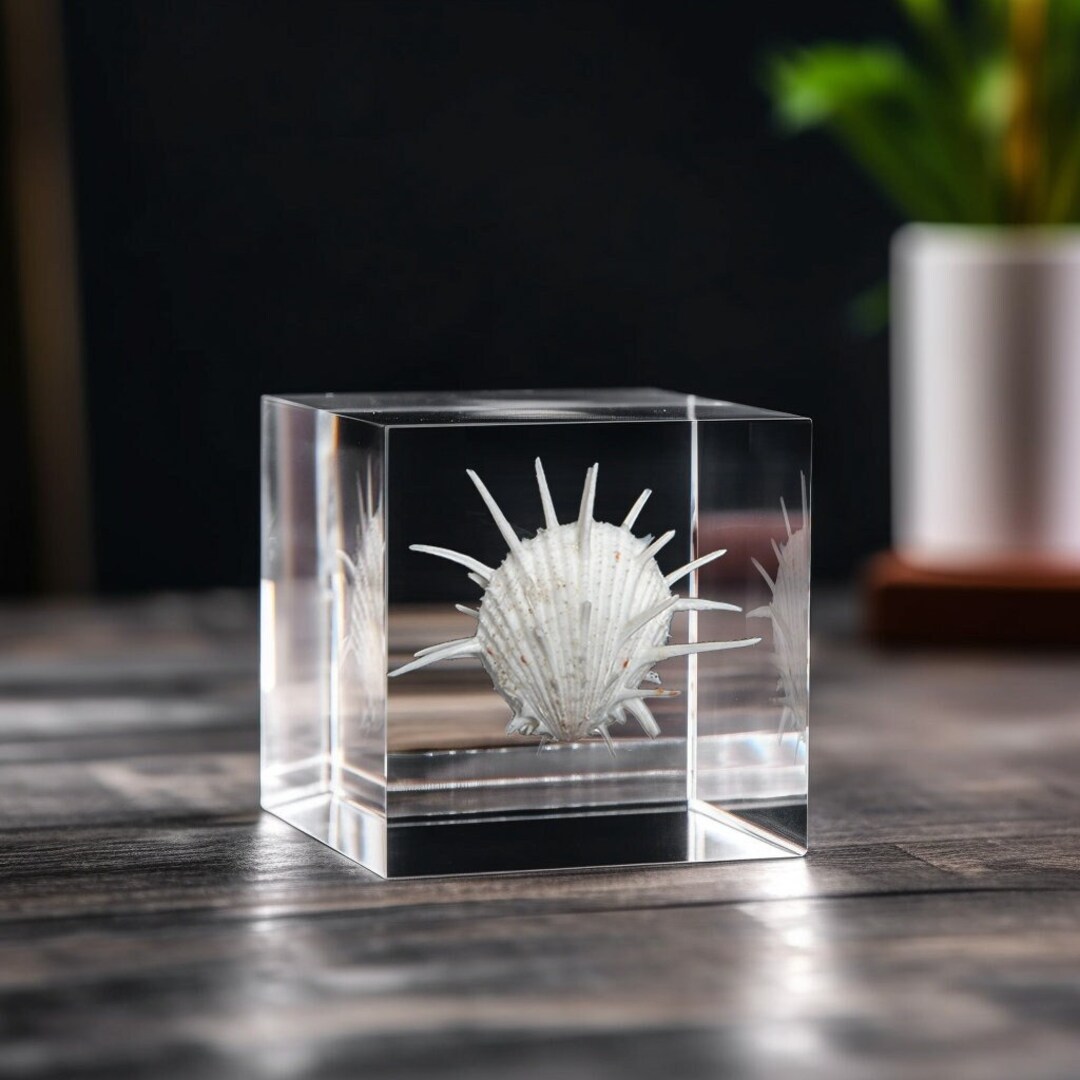 Natural Seashell Acrylic Cube Ocean Biology Specimen Table - Etsy